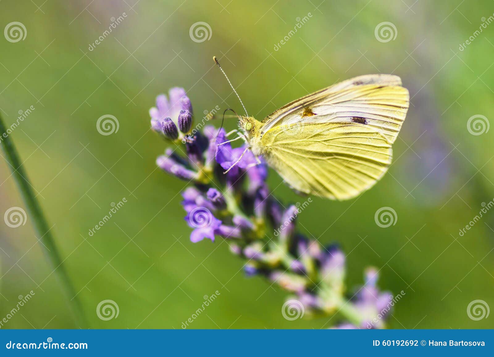 Yellow Butterfly on Lavender Stock Photo - Image of wildlife ...