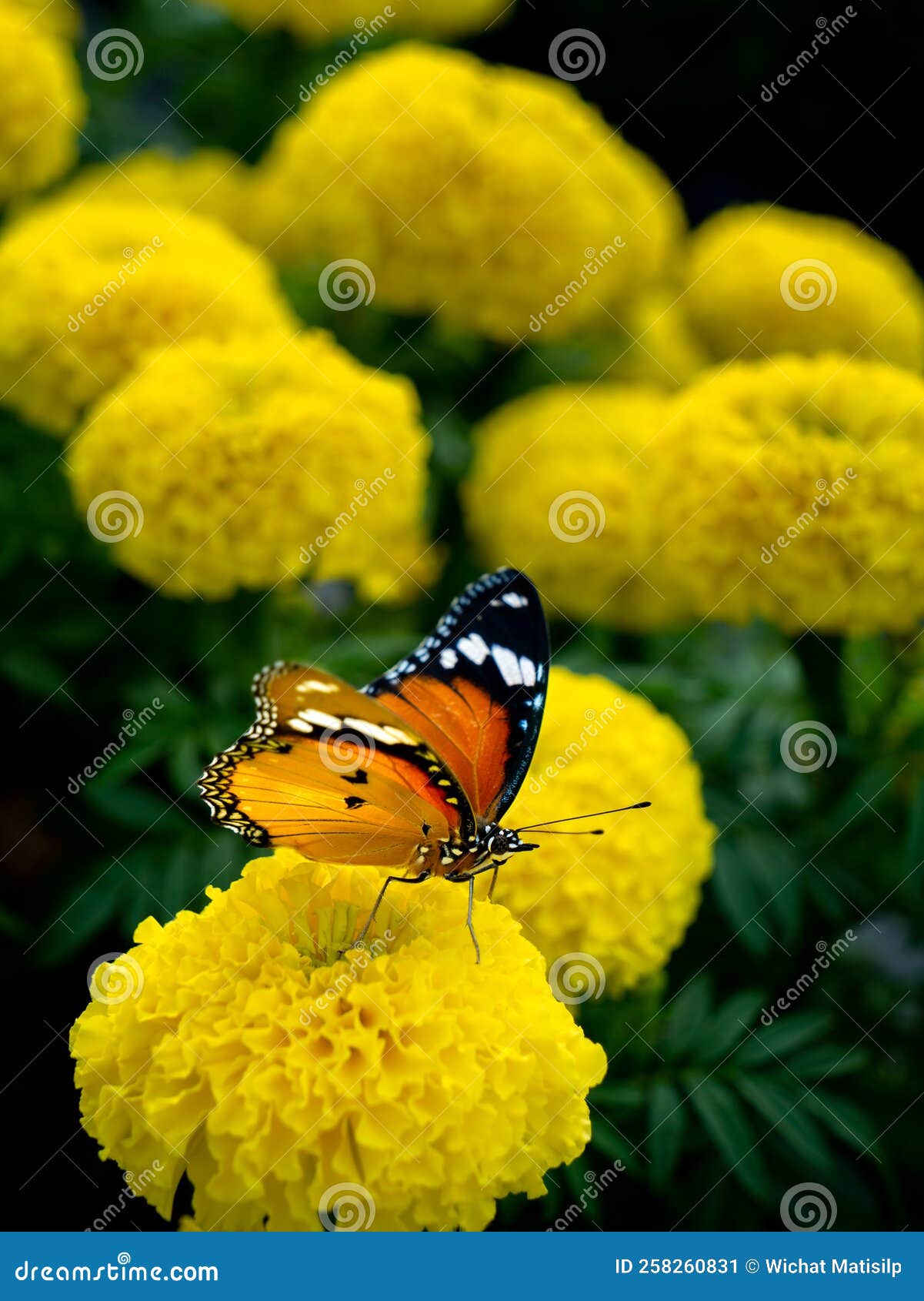 Yellow Butterfly Moving the Wings on the Yellow Flower Stock Image ...
