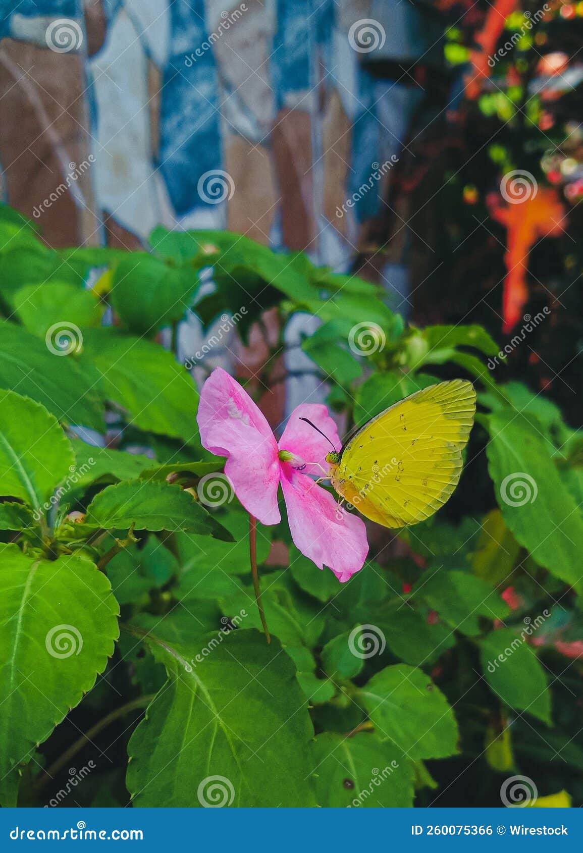 Pink Fragile Plant And Flower - Flowers Of Matagalpa Nicaragua Royalty ...