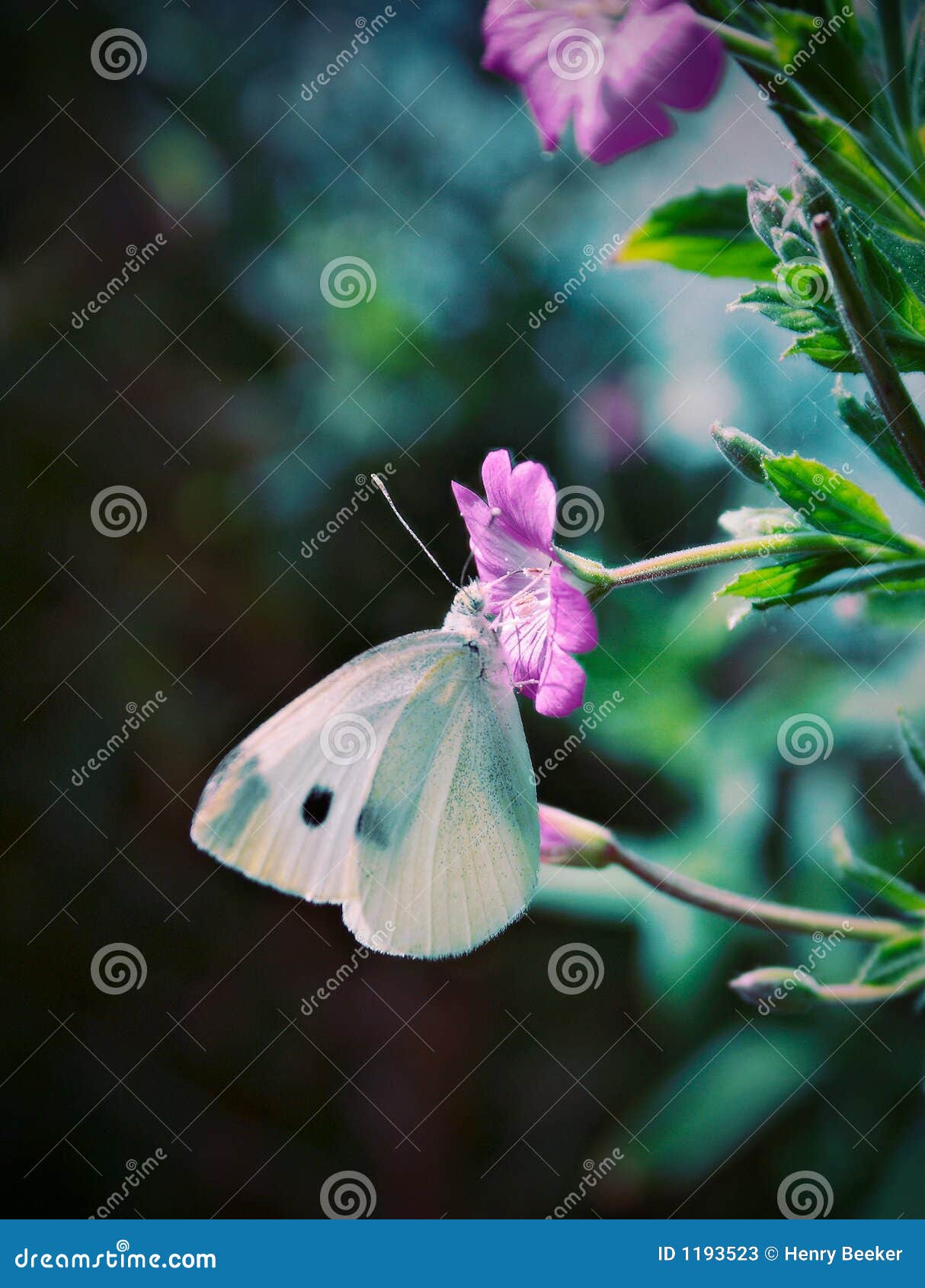 Yellow Butterfly on Purple stock image. Image of close - 1193523