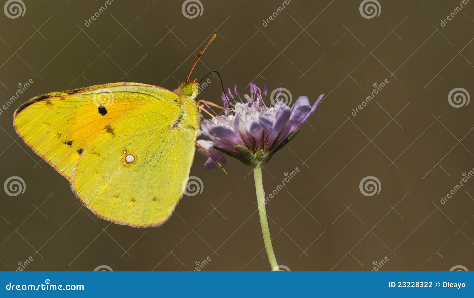 Yellow Butterfly on the Purple Flower Stock Photo - Image of macro ...