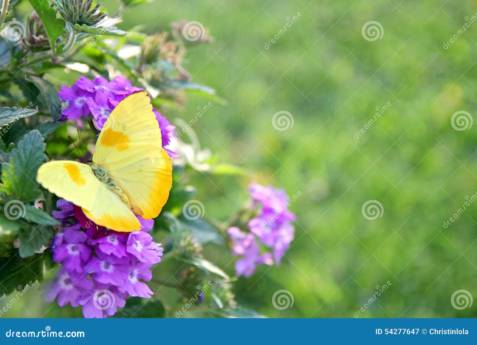 Yellow Butterfly On Purple Flowers Background Stock Image Image Of