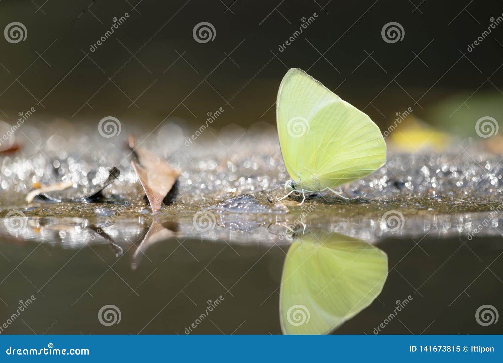 Butterfly with reflection stock image. Image of environment - 141673815