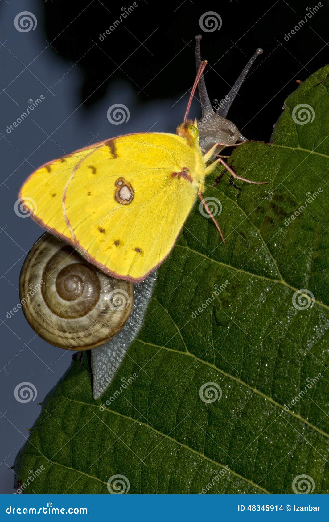 Yellow Butterfly on a Snail Stock Photo - Image of insect, garden: 48345914