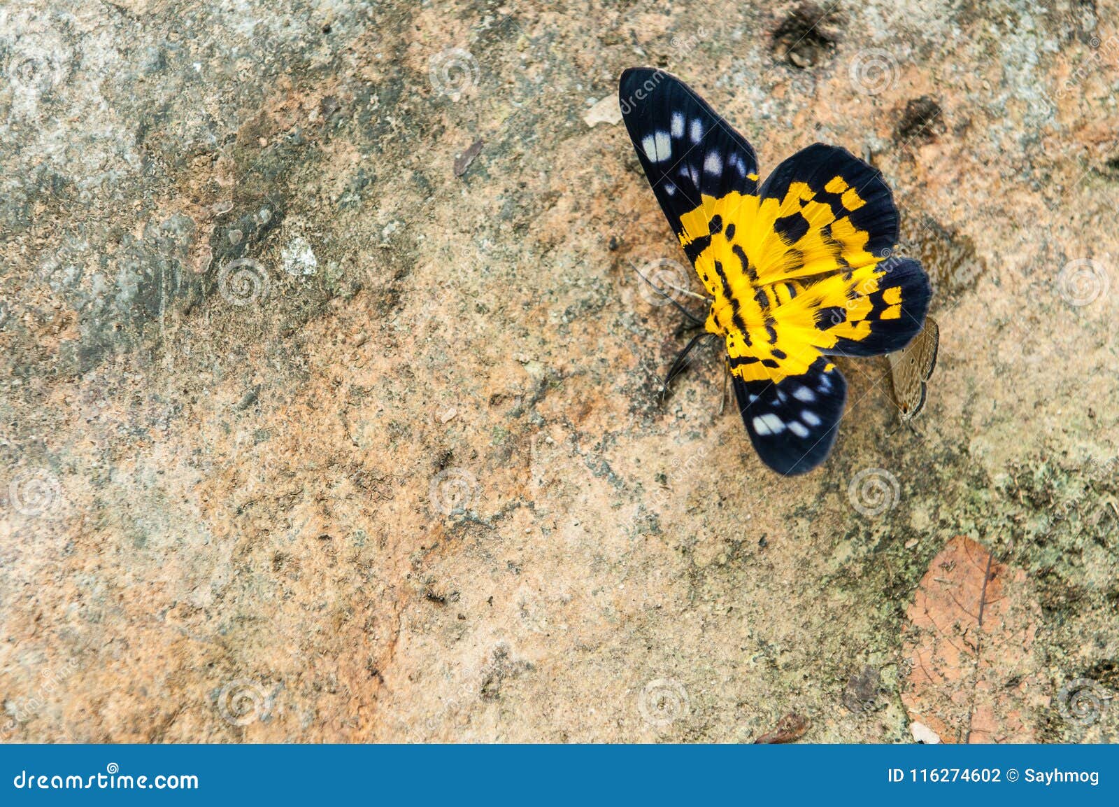 Yellow Butterfly on stone stock photo. Image of collection - 116274602