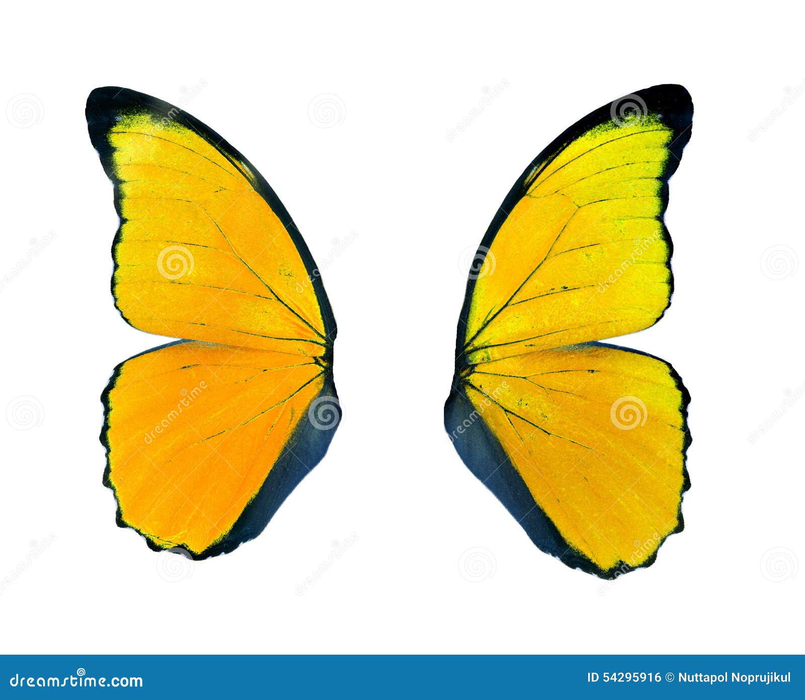 Yellow Butterfly Wing Isolated On White Background. Stock Photo - Image ...
