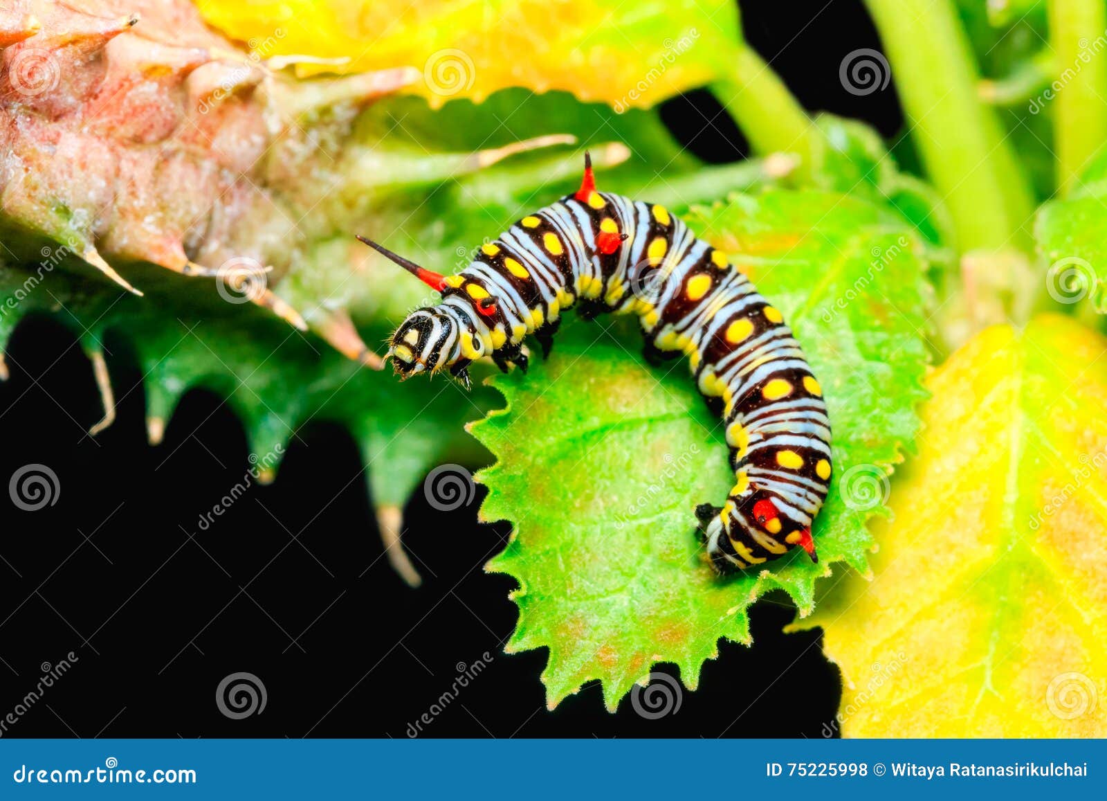 Yellow Butterfly Worm Crawling on Leaves Stock Photo - Image of animal ...