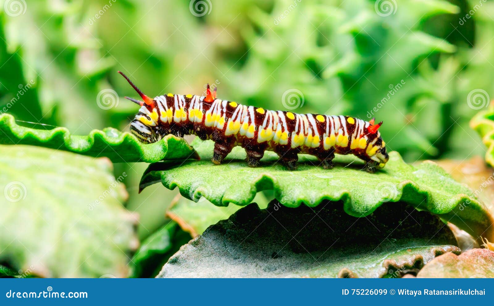 Yellow Butterfly Worm Crawling on Leaves Stock Image - Image of ...