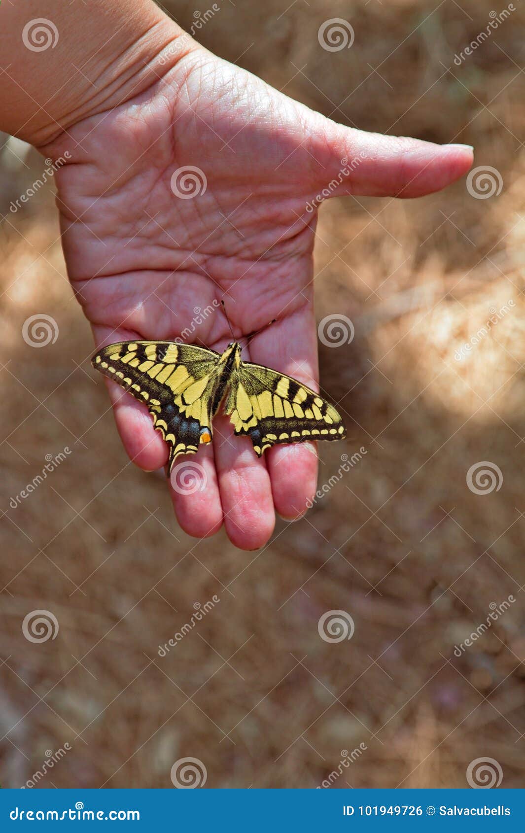 Butterfly Wound in the Hand Stock Photo - Image of tranquil, sitting ...