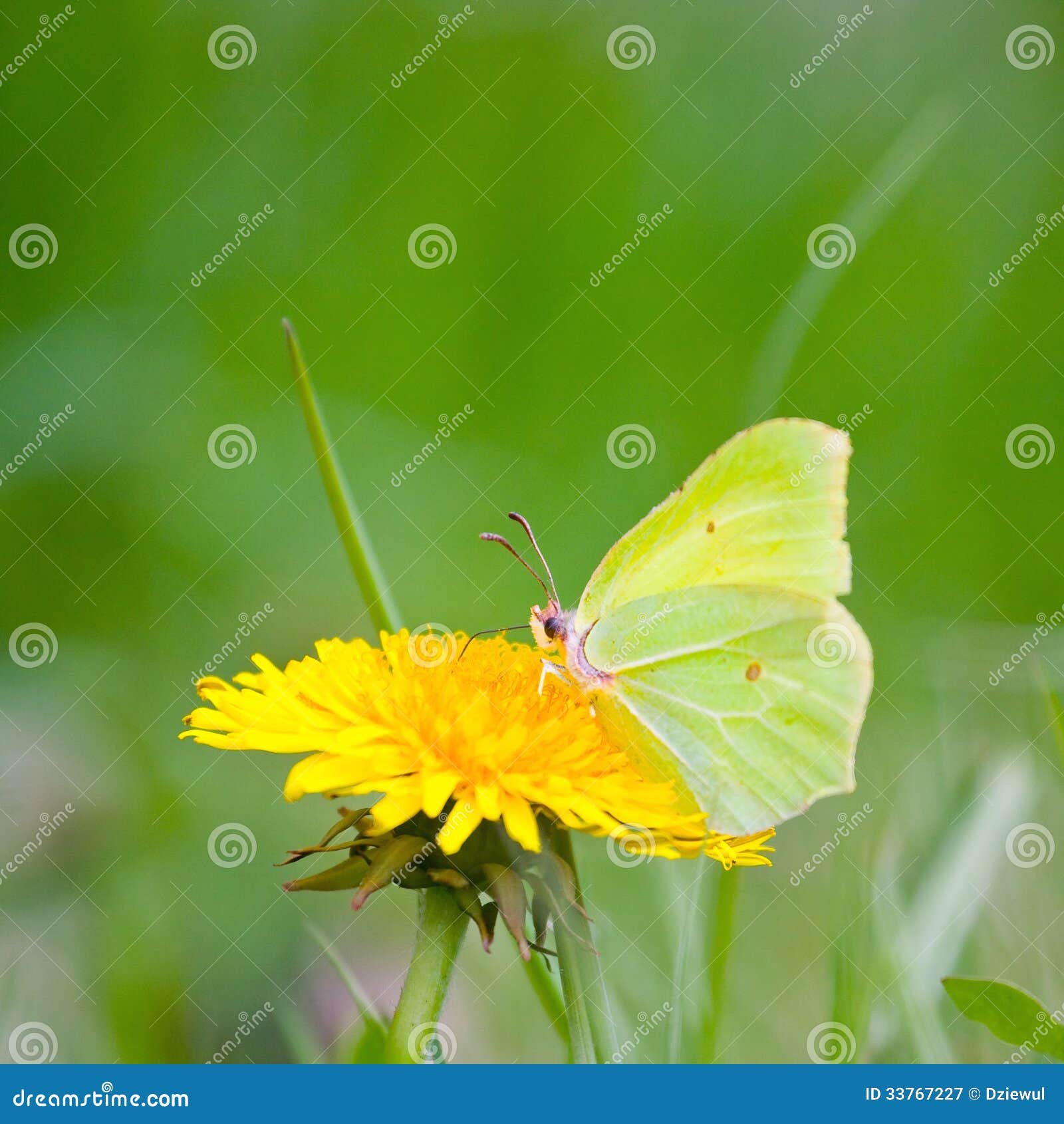 Yellow Butterfly on Yellow Flowers Stock Image - Image of bloom, blue ...