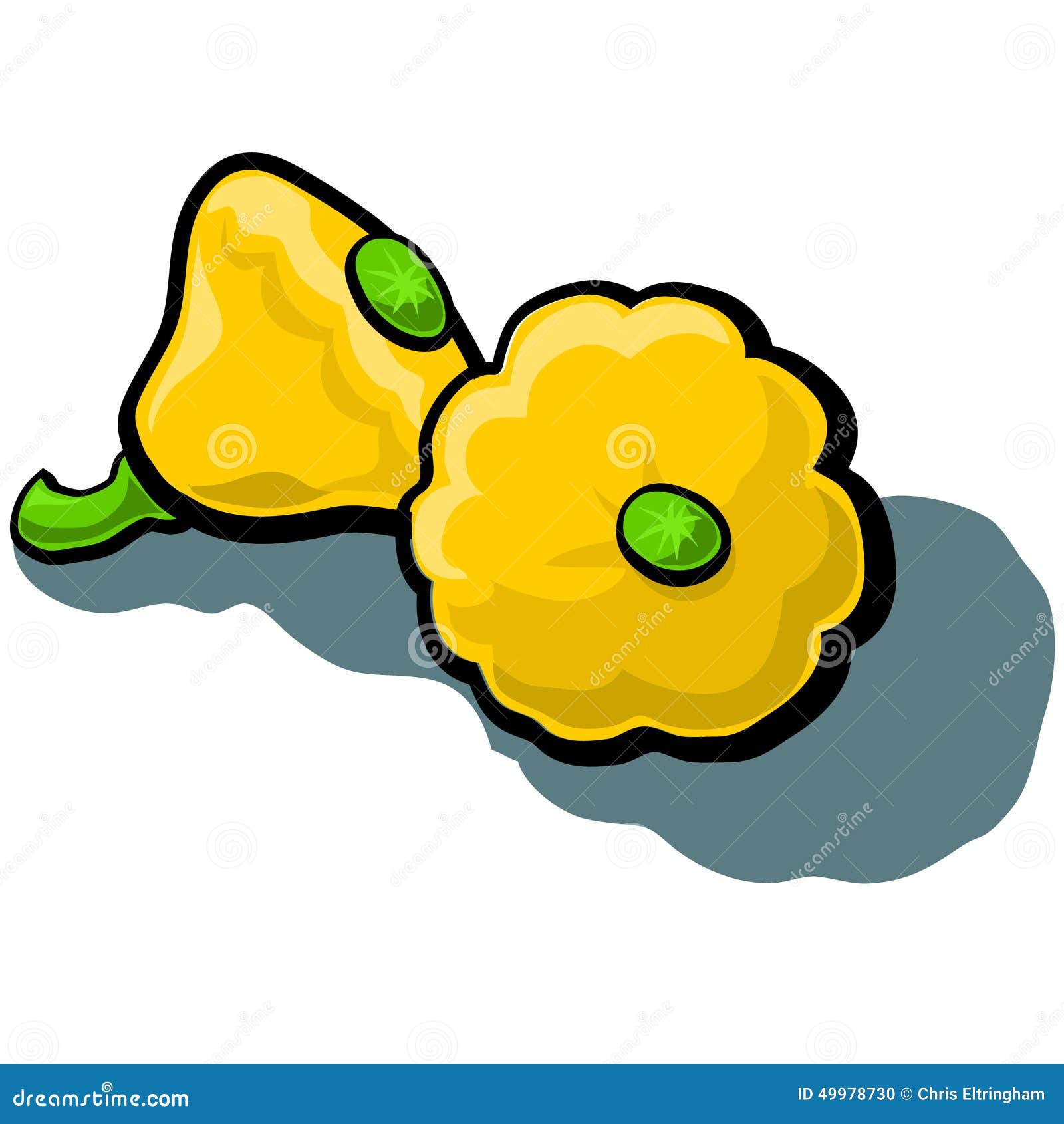 Yellow Button Squash stock vector. Illustration of healthy - 49978730