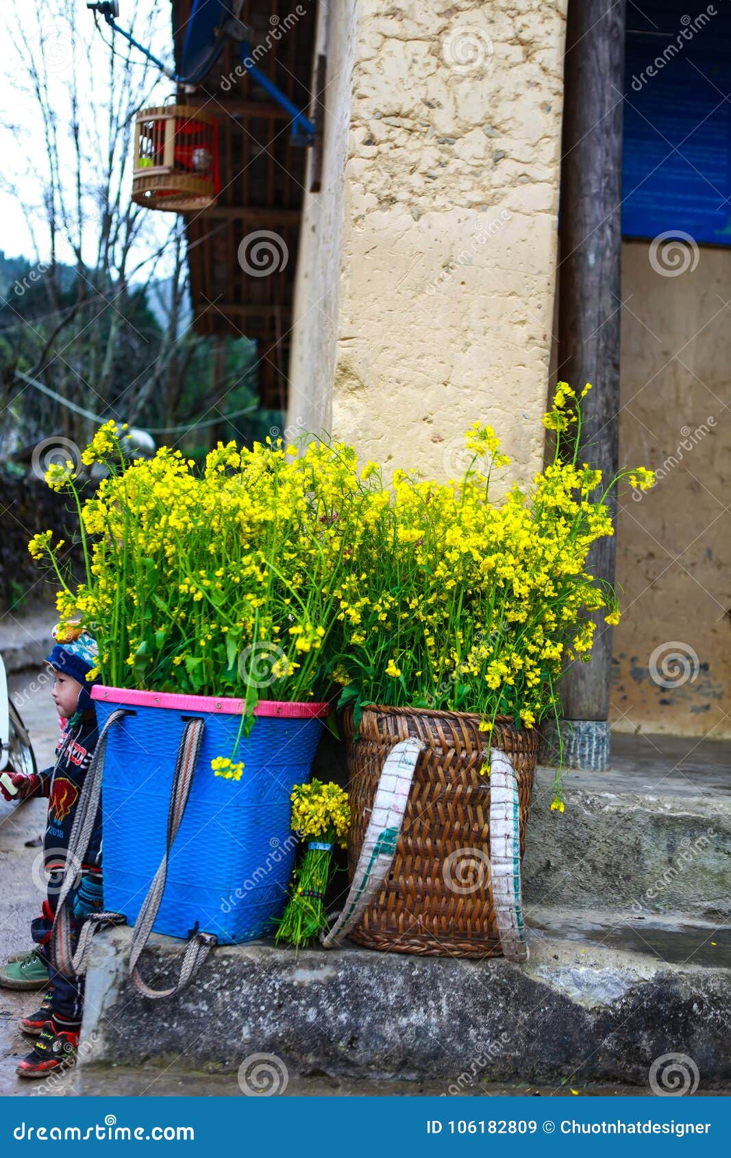 Yellow Cabbage Texture. Royalty-Free Stock Image | CartoonDealer.com ...