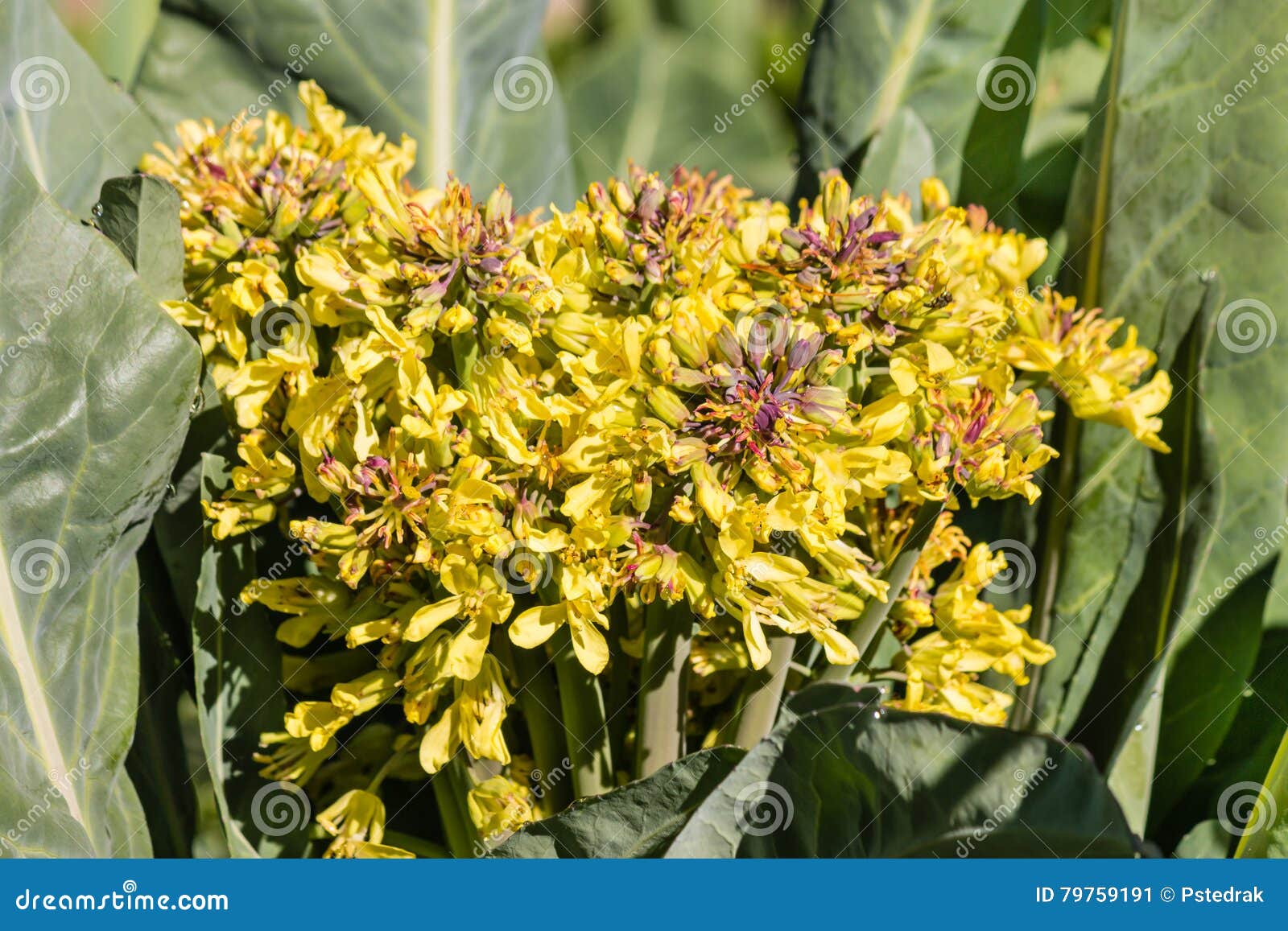 Yellow Cabbage Texture. Royalty-Free Stock Image | CartoonDealer.com ...