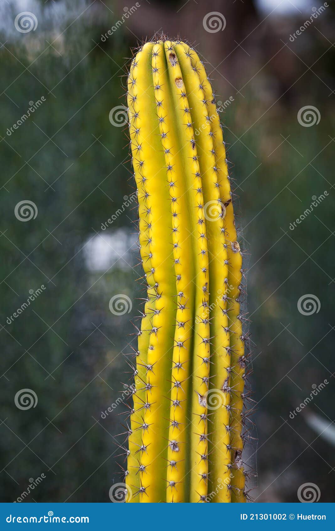 Red And Yellow Cactus Royalty-Free Stock Photography | CartoonDealer ...