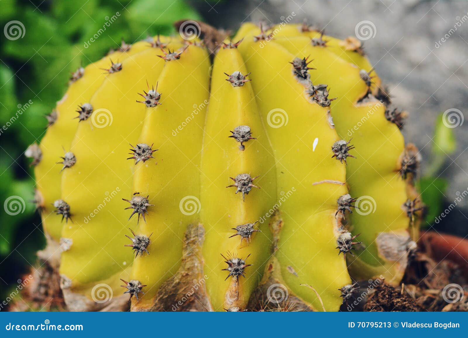 Yellow cactus stock image. Image of plant, flower, agave - 70795213