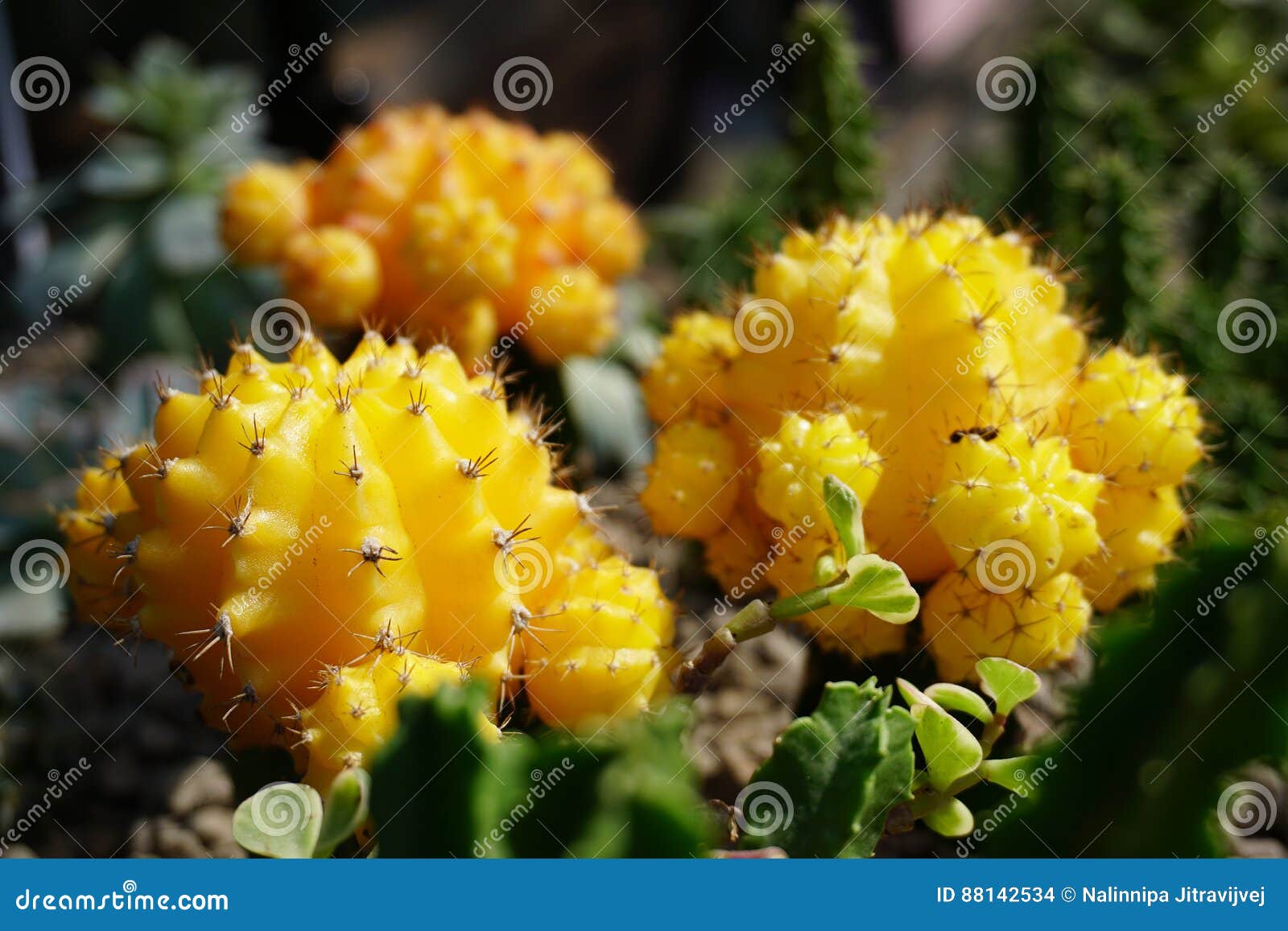 Yellow Cactus stock photo. Image of colorful, form, deserts - 88142534