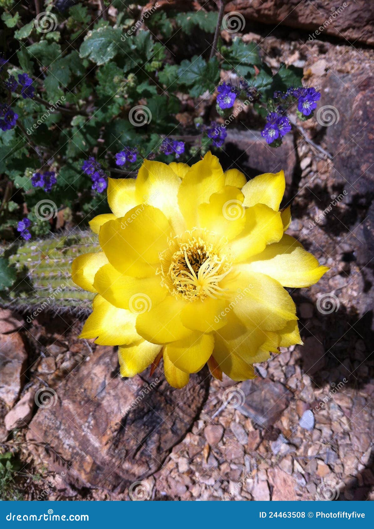Yellow Cactus Flower stock photo. Image of cactus, beautiful - 24463508