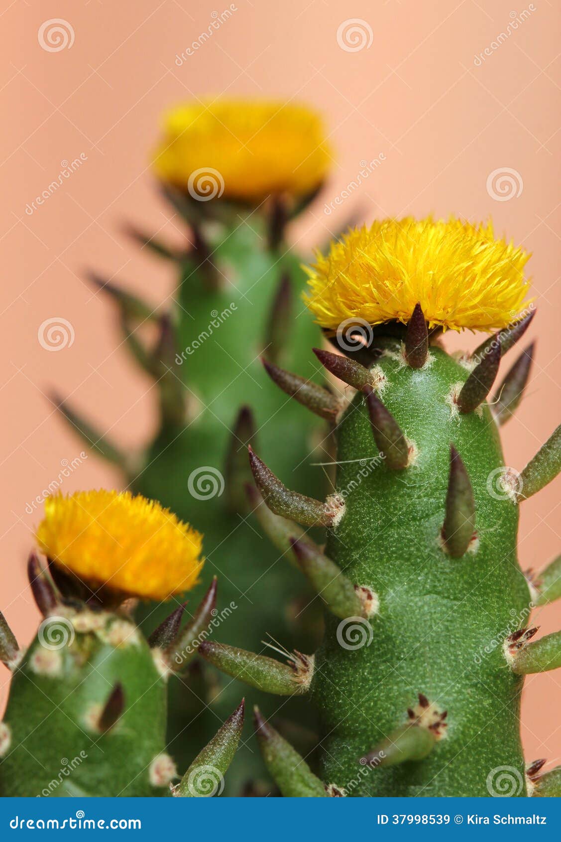 Yellow cactus flower stock image. Image of yellow, cactus - 37998539