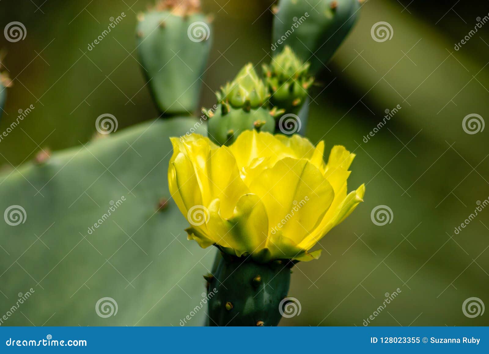 Yellow cactus flower stock image. Image of yellow, cactus - 128023355