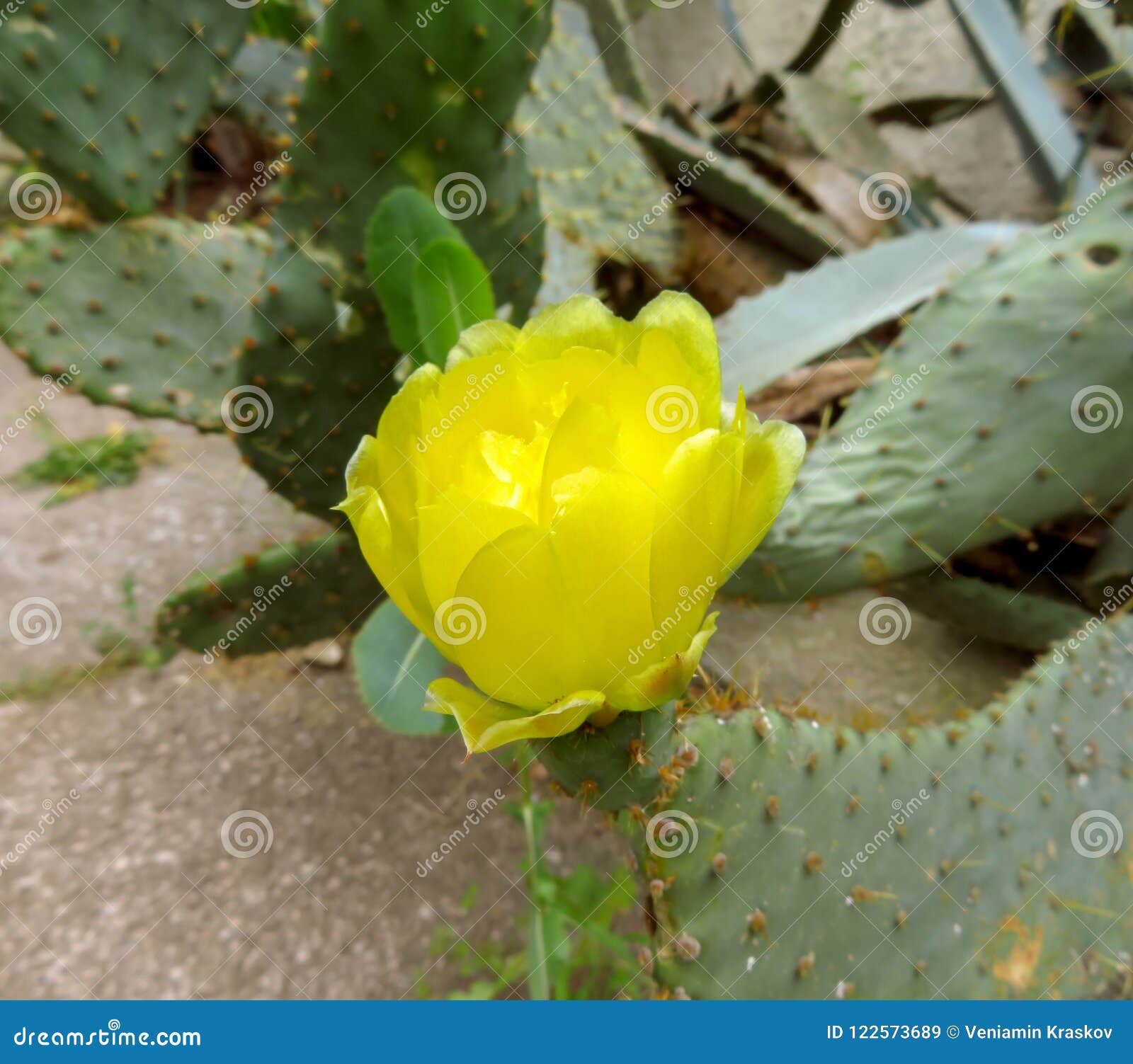 Yellow cactus flower stock image. Image of prickly, heat - 122573689