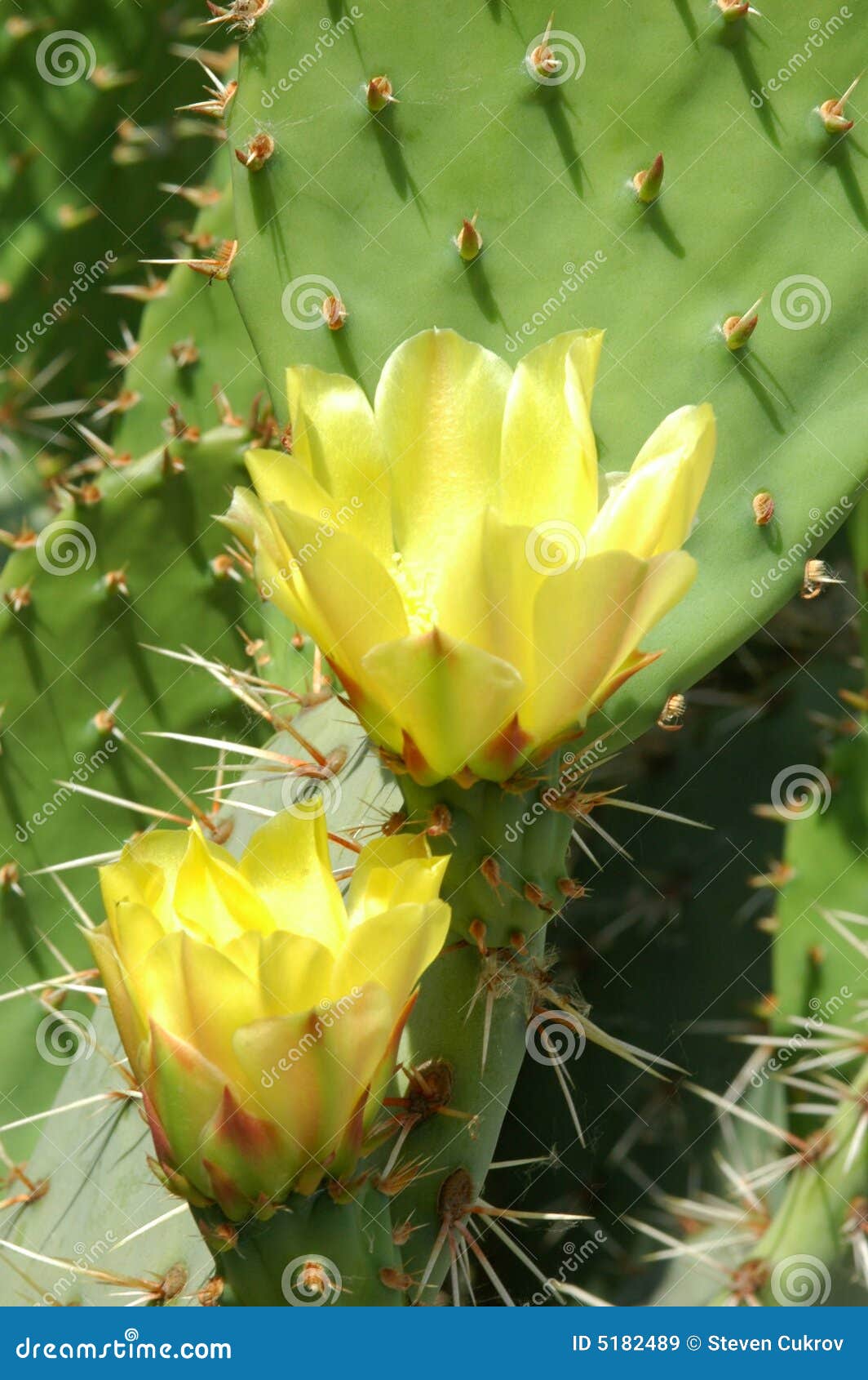 Yellow Cactus Flowers stock image. Image of cactace, stickers - 5182489