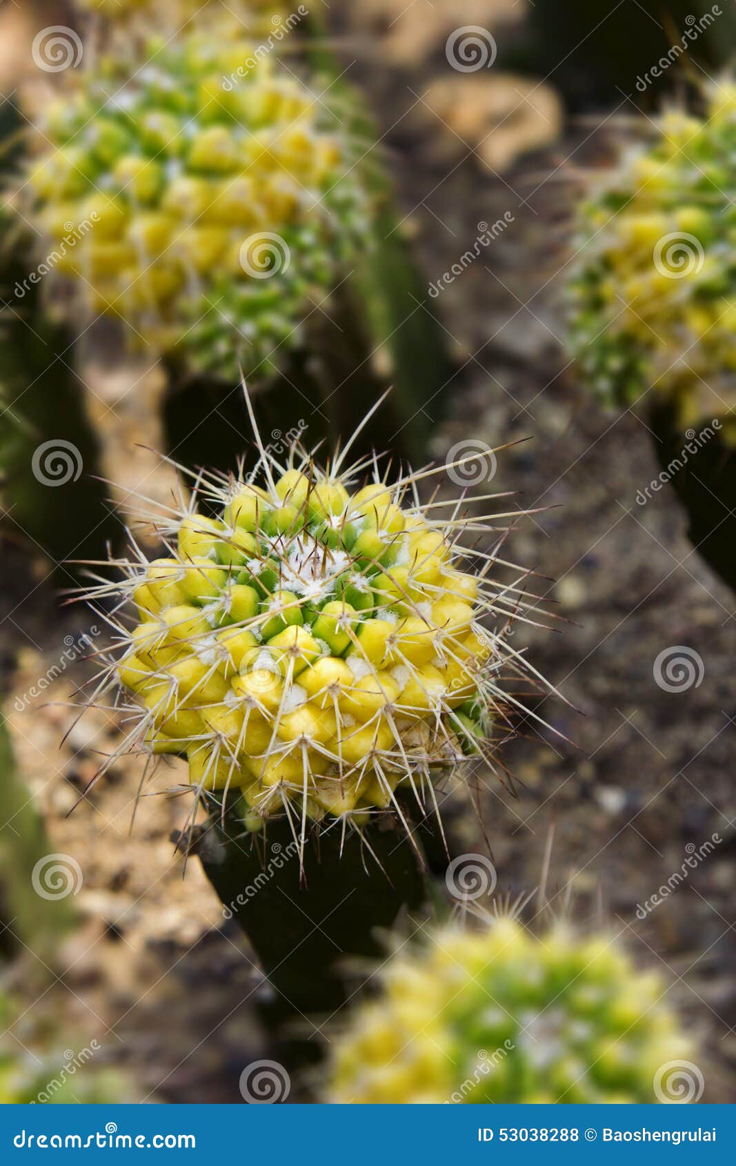 Yellow cactus 1 stock photo. Image of opuntia, genera - 53038288