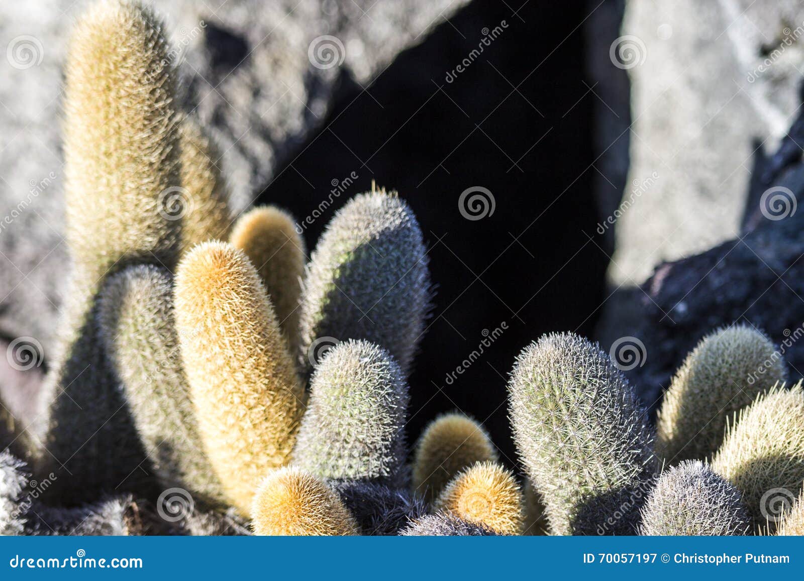 Yellow Cactus stock image. Image of cactus, color, beautiful - 70057197