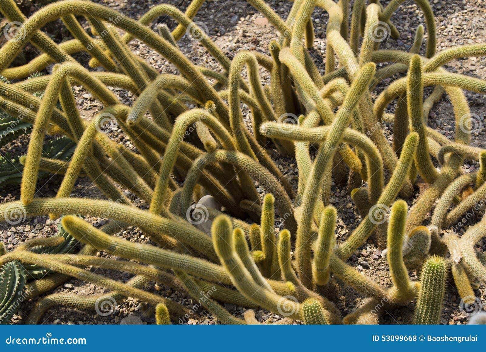 Yellow cactus 2 stock photo. Image of garden, botanical - 53099668