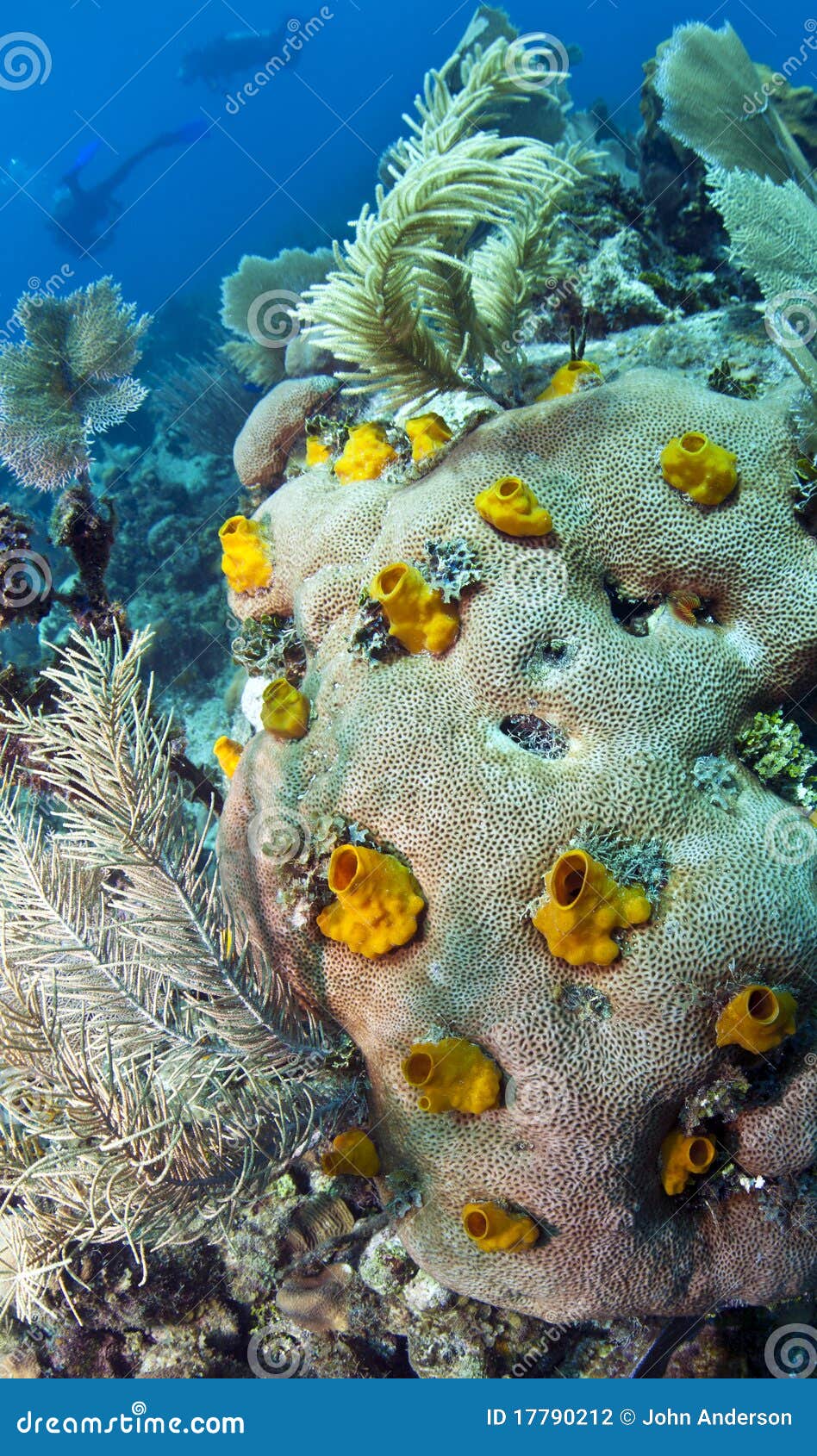 Yellow Calcareous sponges stock photo. Image of living - 17790212