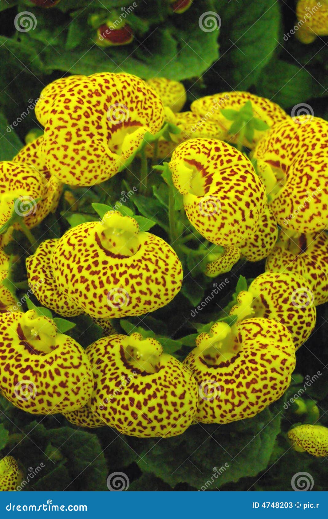 Yellow Calceolaria flower stock image. Image of greenery - 4748203
