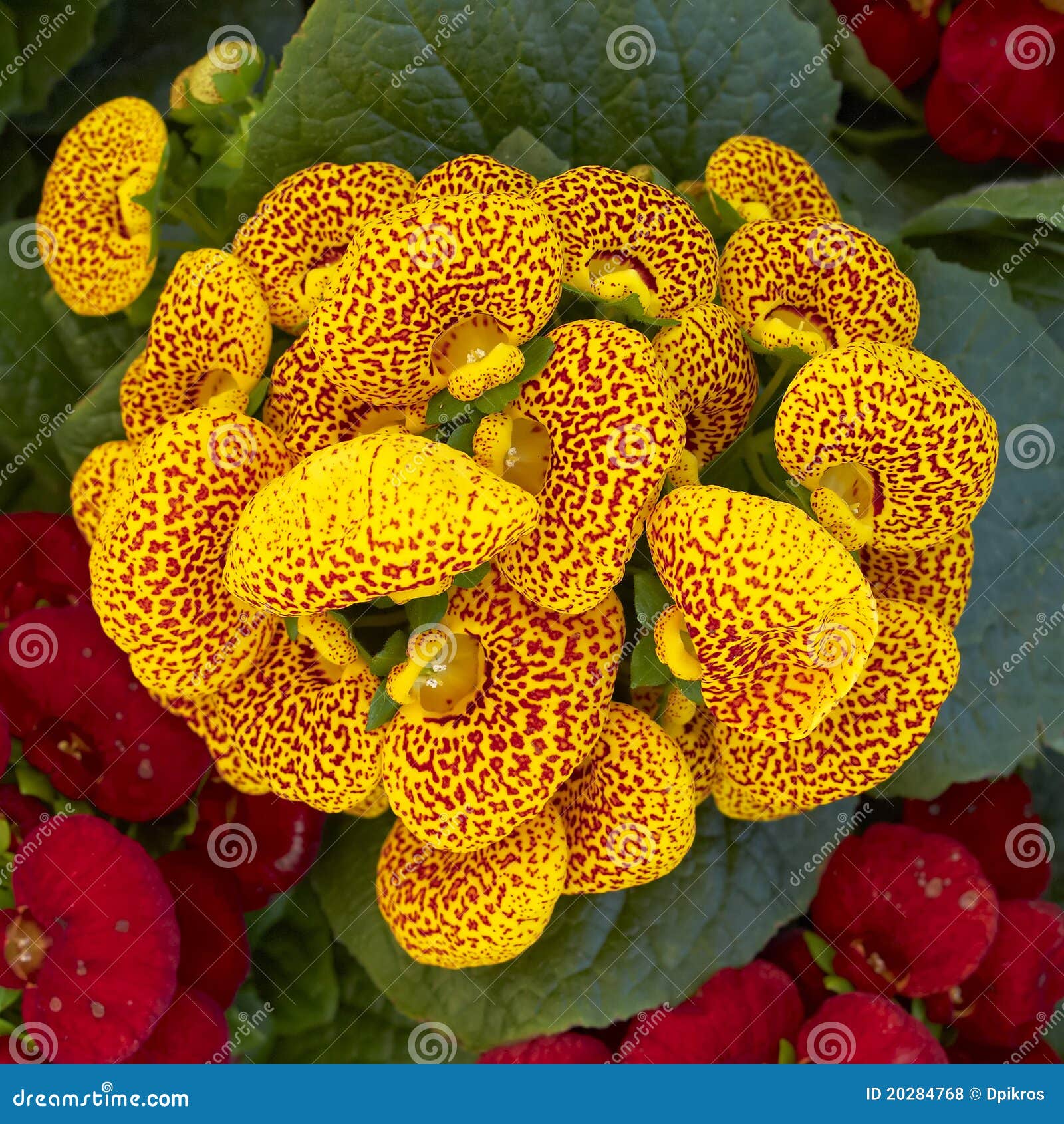 Yellow calceolaria flowers stock photo. Image of beauty - 20284768