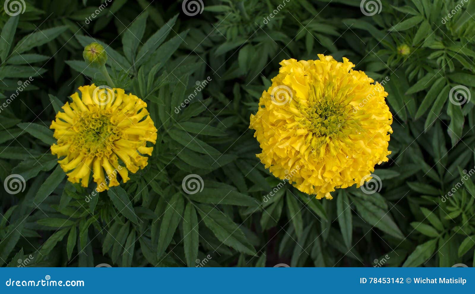 Yellow Calendula Blooming stock photo. Image of garden - 78453142