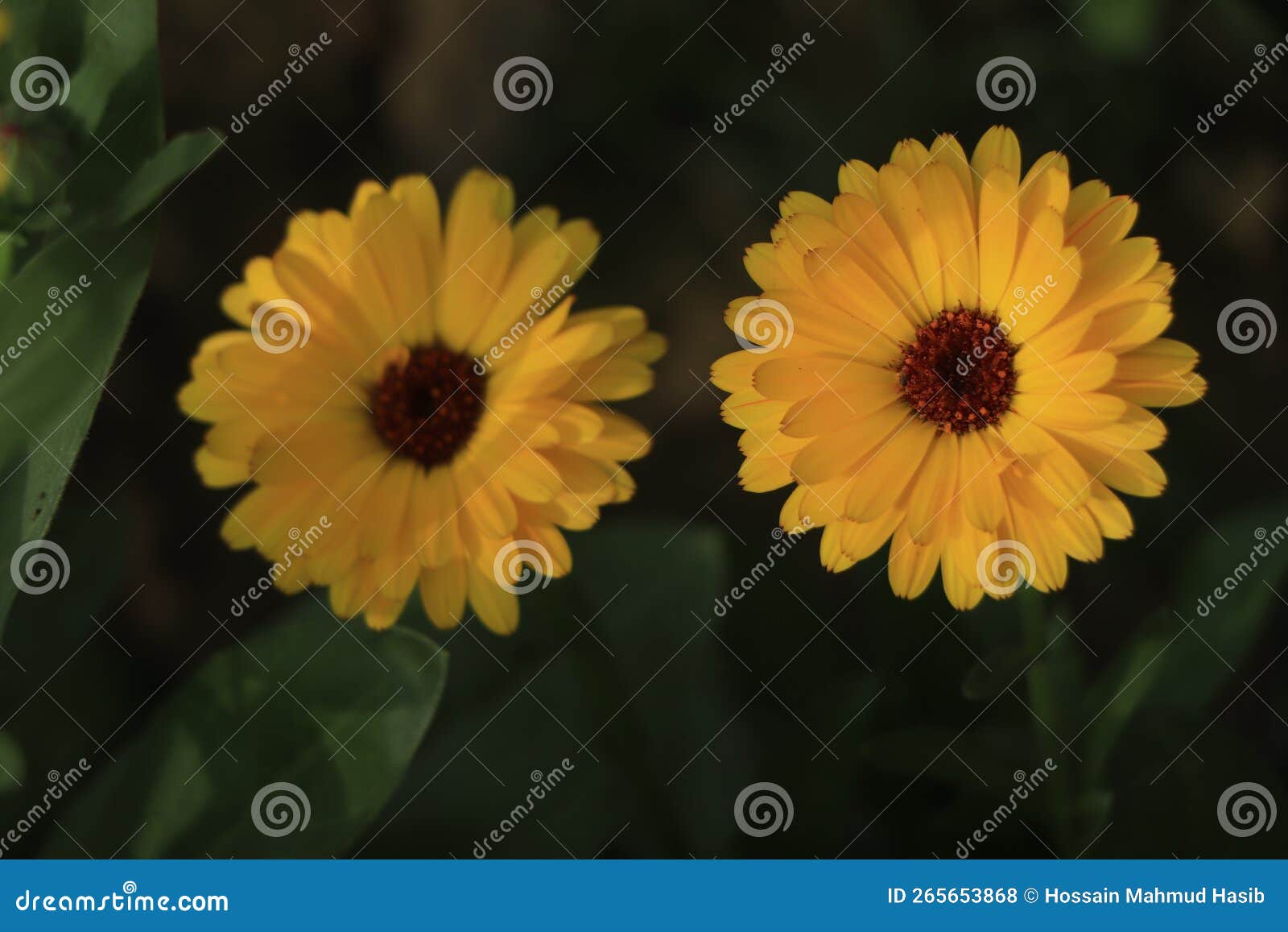 Yellow Calendula Flower Closeup. Young Calendula Flower Stock Photo ...