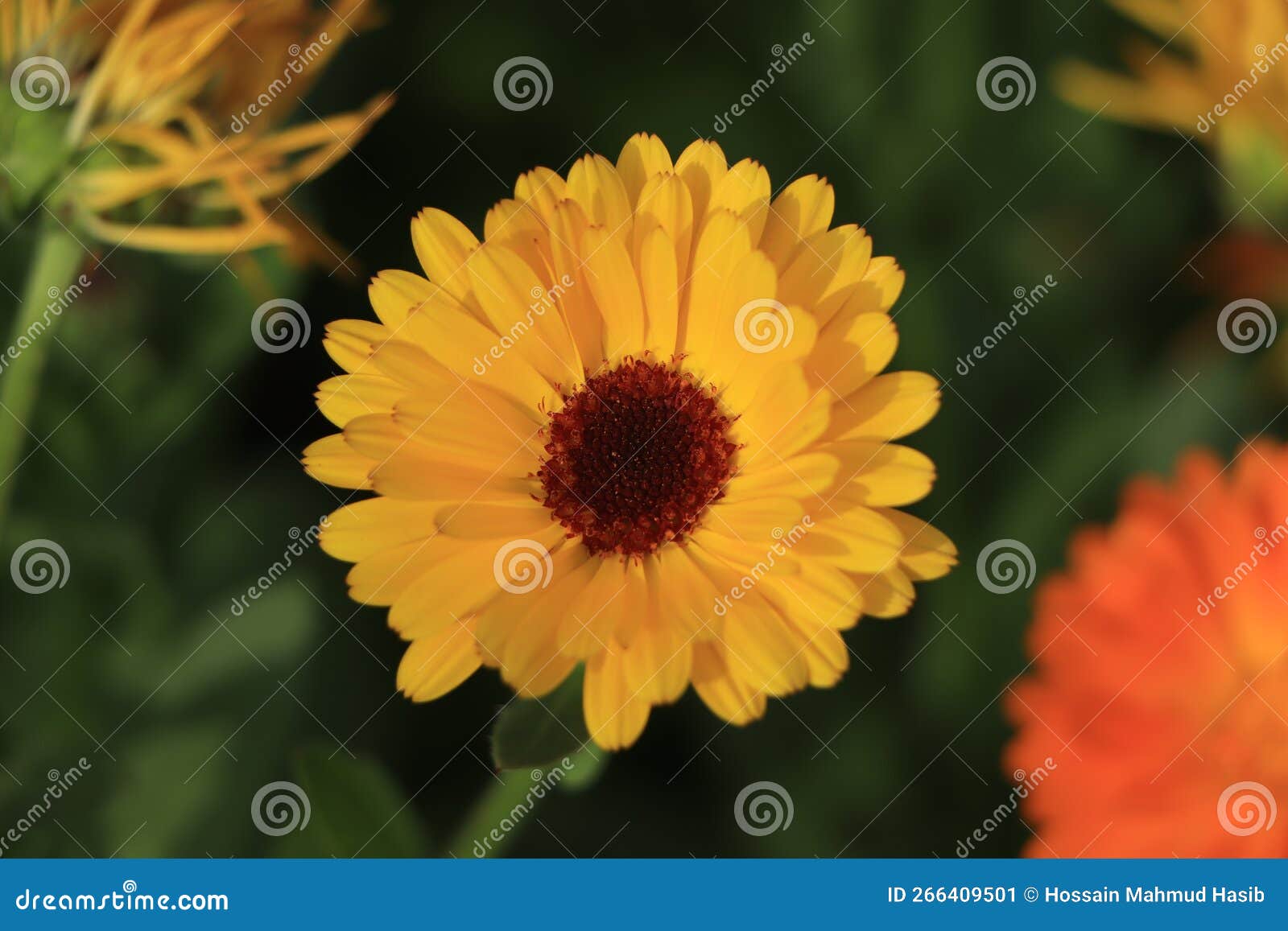 Yellow Calendula Flower Closeup. Young Calendula Flower Stock Image ...