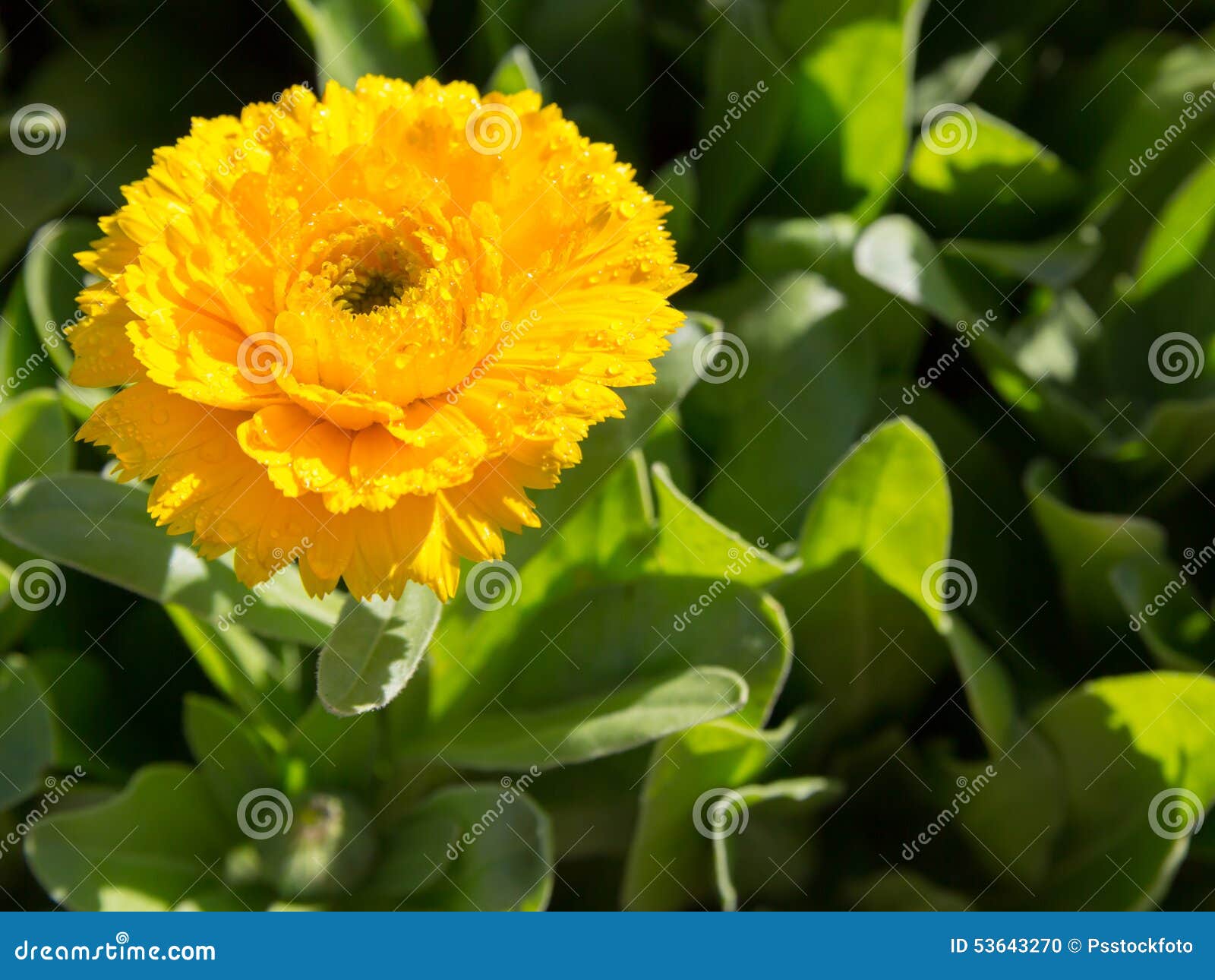Yellow calendula flower stock photo. Image of closeup - 53643270