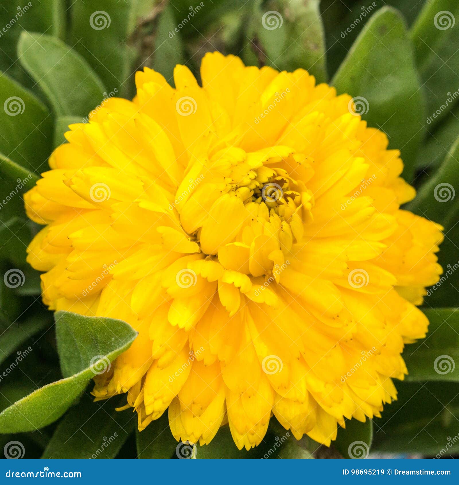 Yellow Calendula stock image. Image of yellow, nature - 98695219