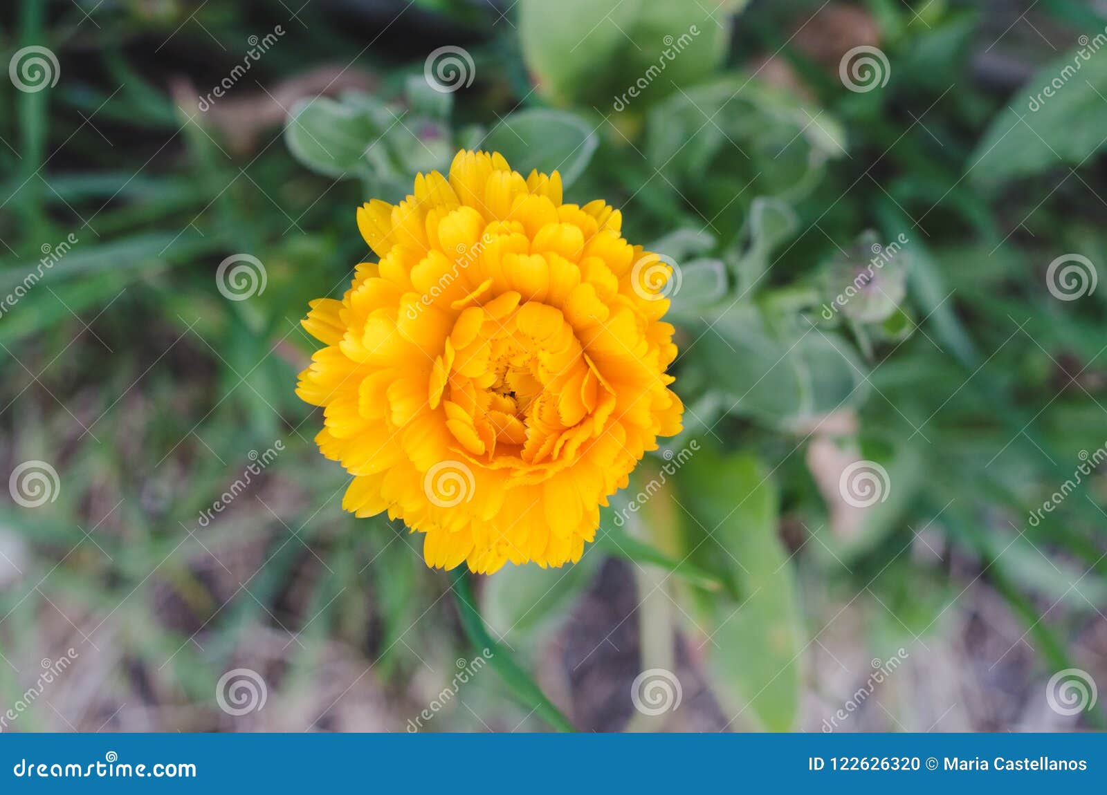 Yellow calendula flower. stock photo. Image of background - 122626320