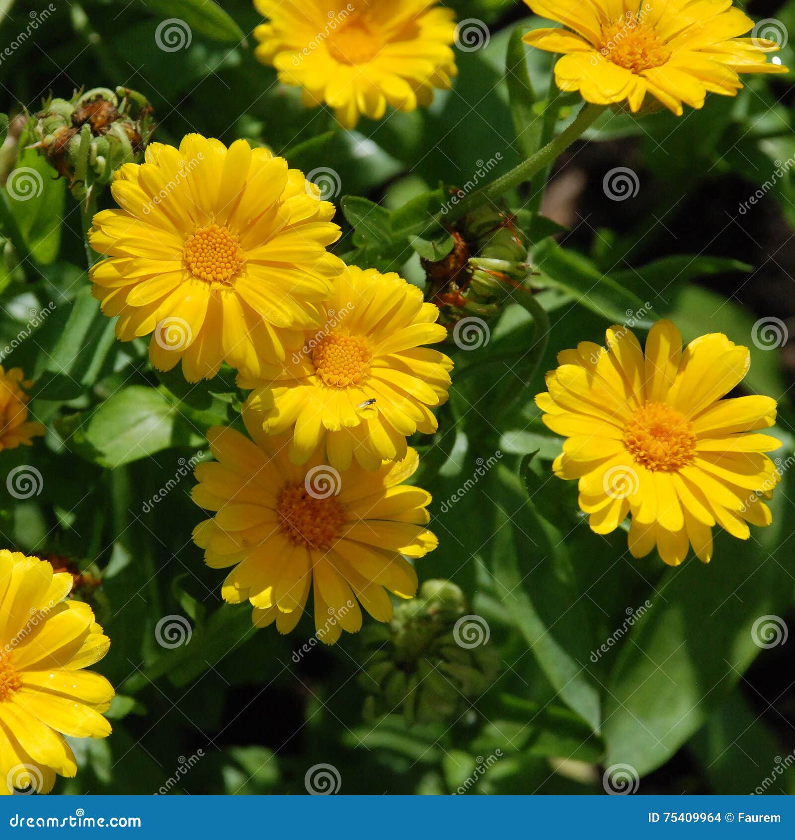 Yellow calendula flowers stock photo. Image of ripe, flowers - 75409964