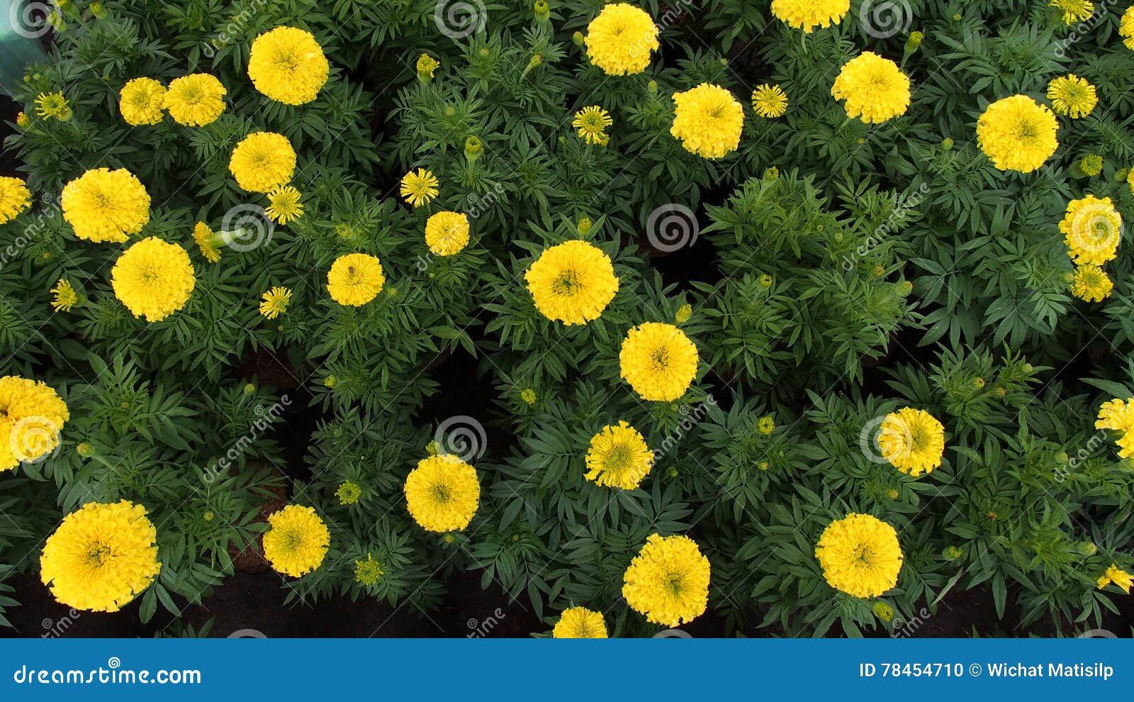 Yellow Calendula Flowers Blooming Stock Photo - Image of bloom, design ...