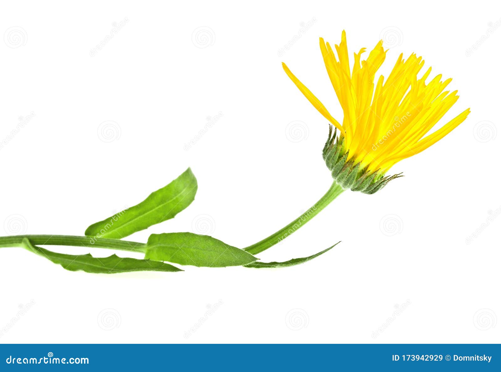 Yellow Calendula. Marigold Flower on White Background Stock Image ...