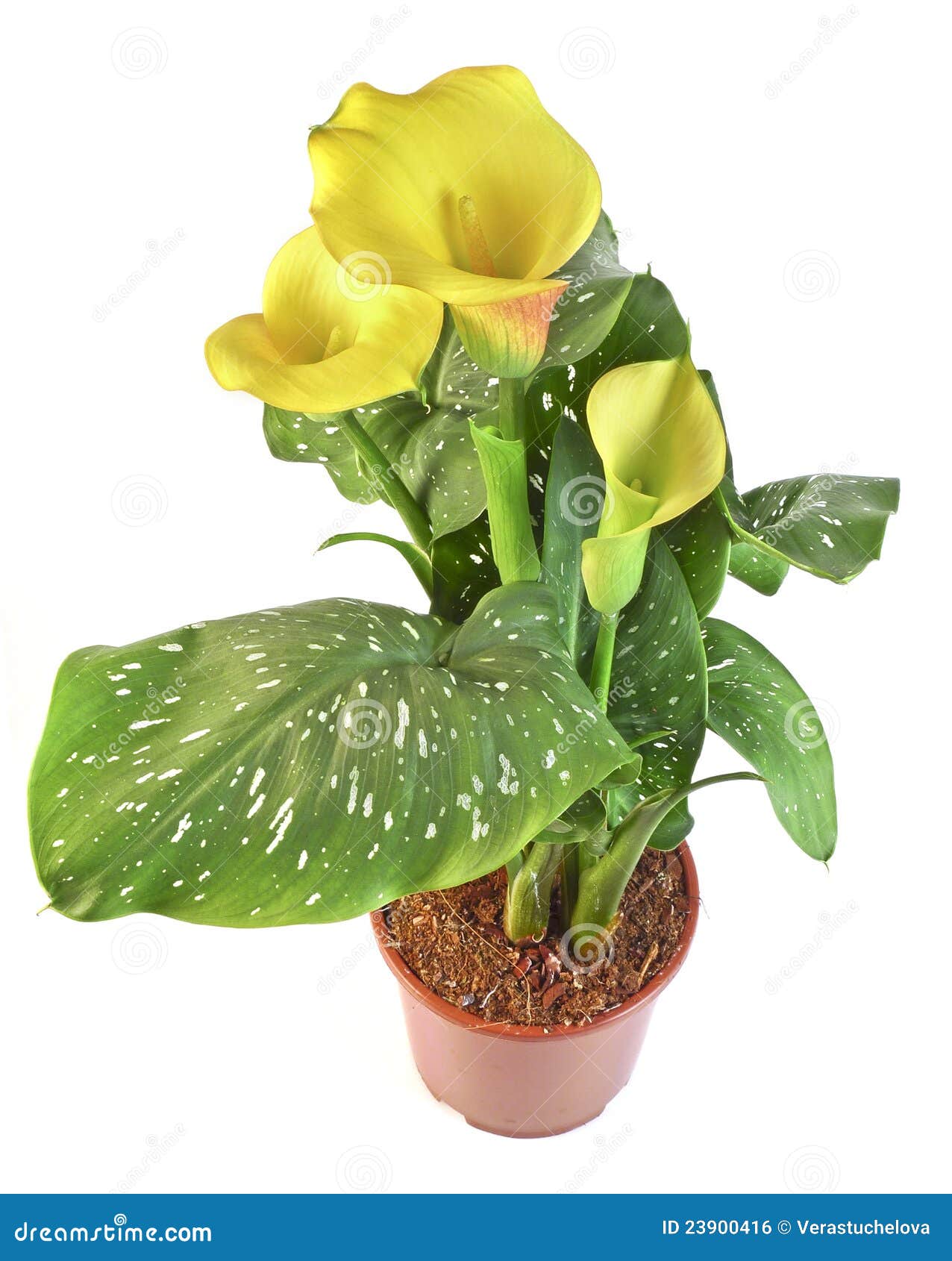 Yellow calla stock photo. Image of floral, arrangement - 23900416