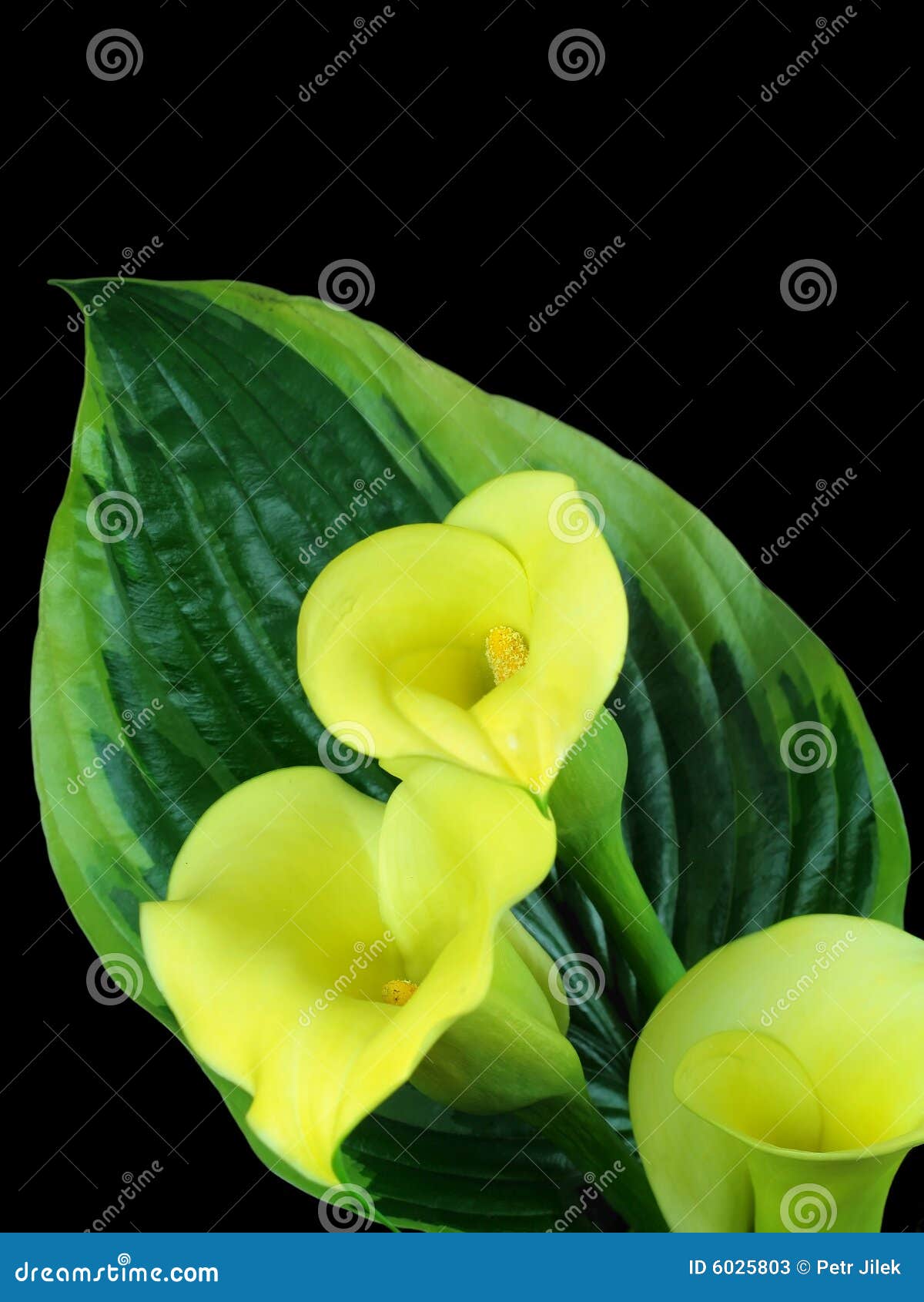Yellow calla stock image. Image of botanical, garden, back - 6025803