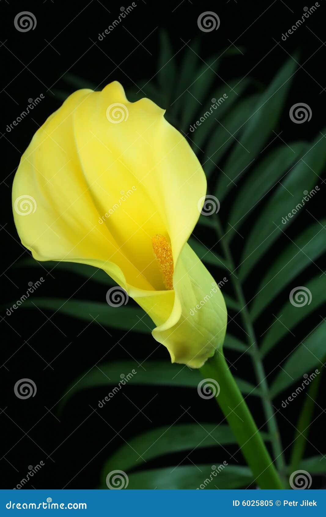 Yellow calla stock image. Image of flora, blossom, elegant - 6025805
