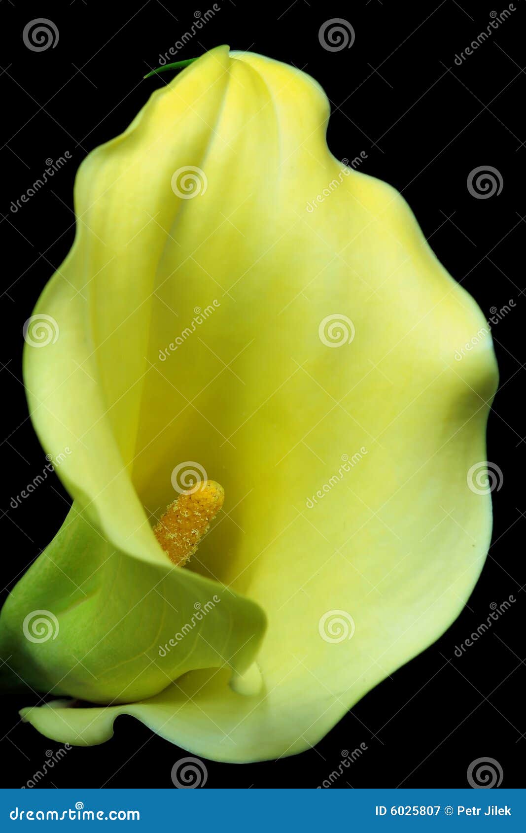 Yellow calla stock image. Image of curl, garden, illuminated - 6025807