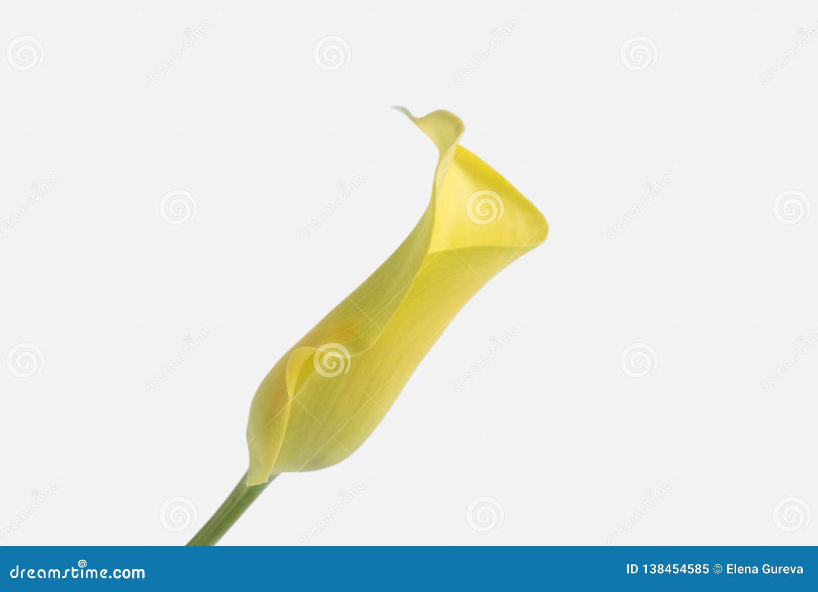 Yellow Calla Lilly On White Background. Single Flower Isolated On Grey ...