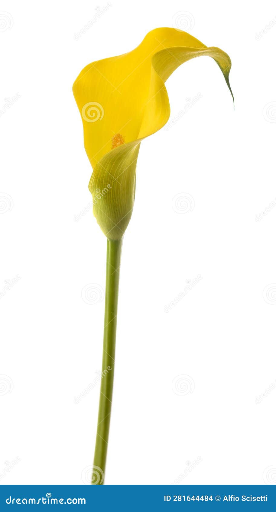 Yellow calla lily stock photo. Image of flora, lily - 281644484