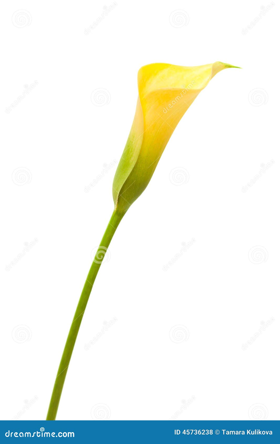 Yellow calla stock photo. Image of life, elegant, showy - 45736238