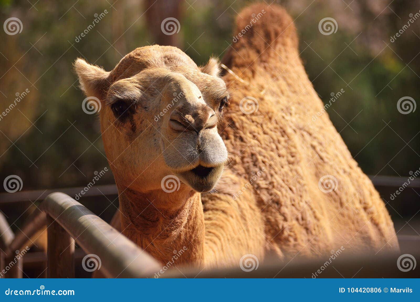 Yellow camel stock photo. Image of kiss, desert, nature - 104420806
