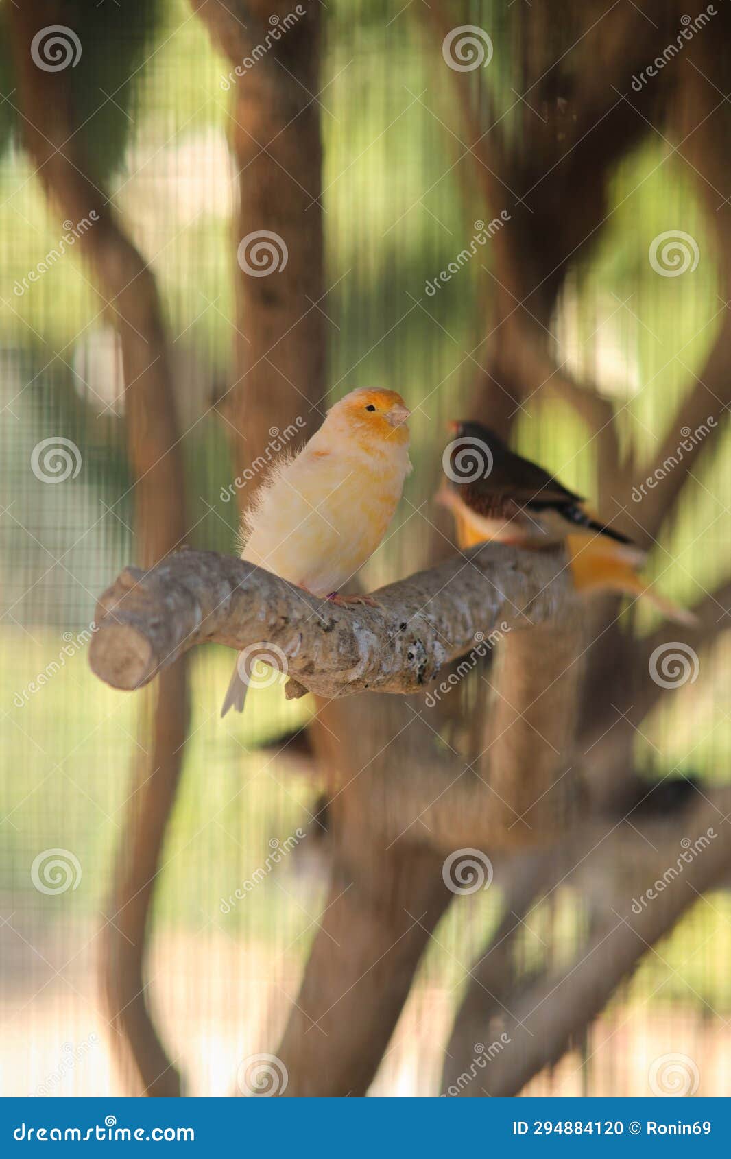 Yellow Canaries on a Branch Stock Photo - Image of canary, cute: 294884120
