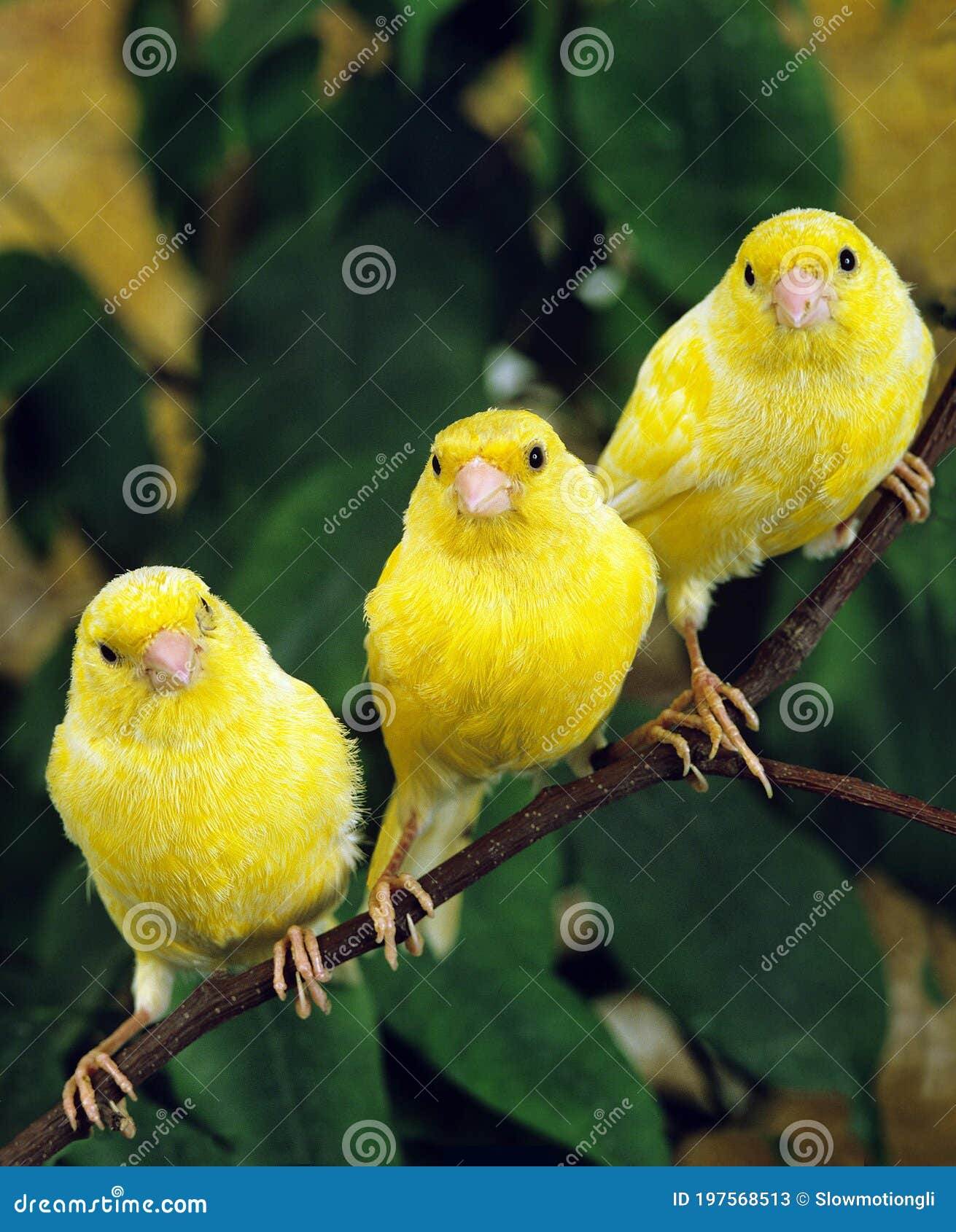 Yellow Canaries, Serinus Canaria Standing on Branch Stock Image - Image ...